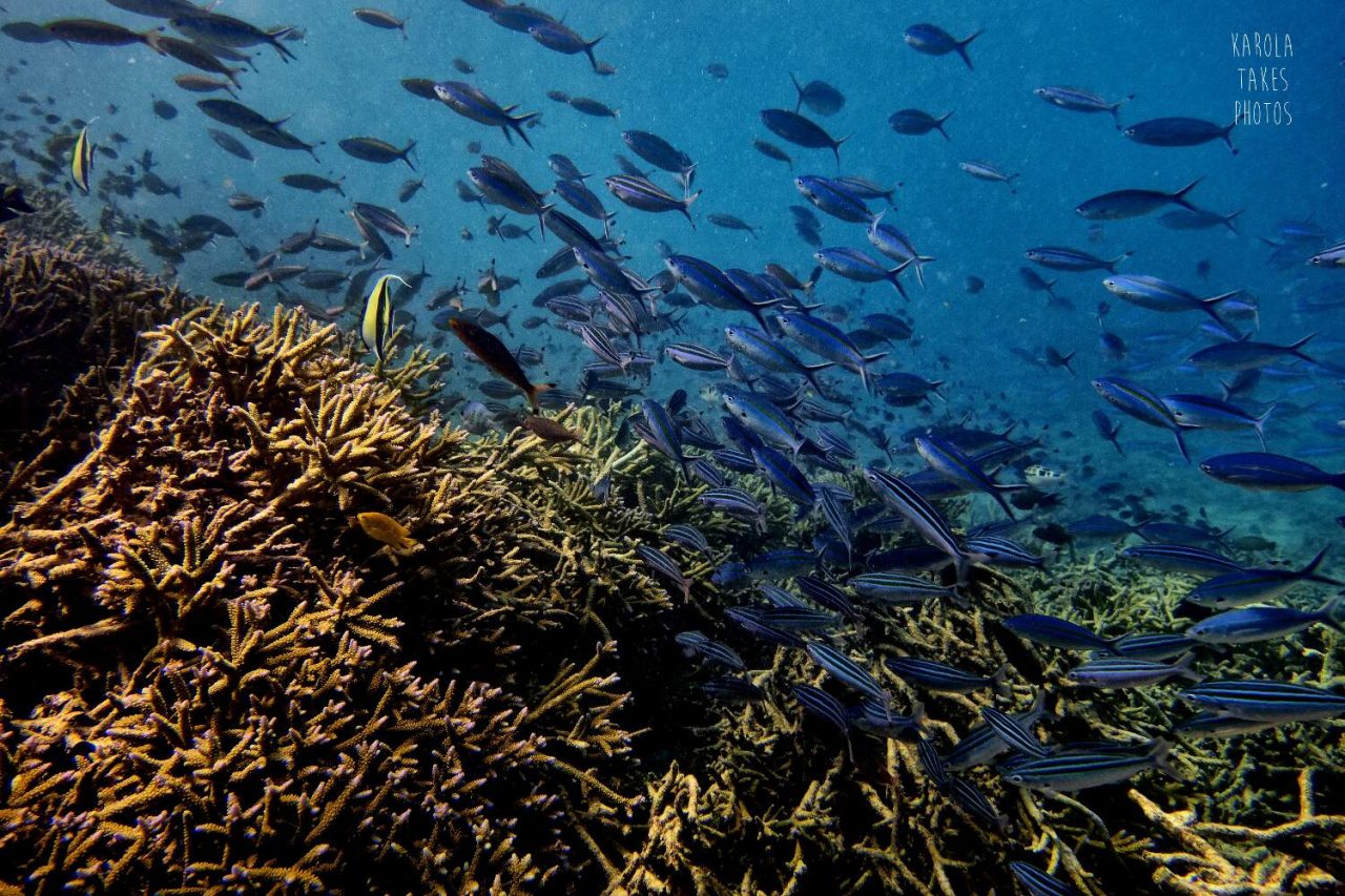 Introduction to the Biorock Process - Gili Islands