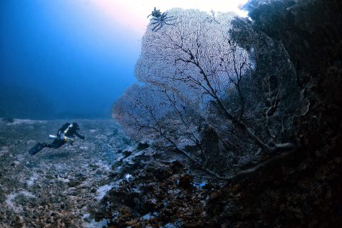 Best Dive sites on Gili Islands - Trawangan Dive