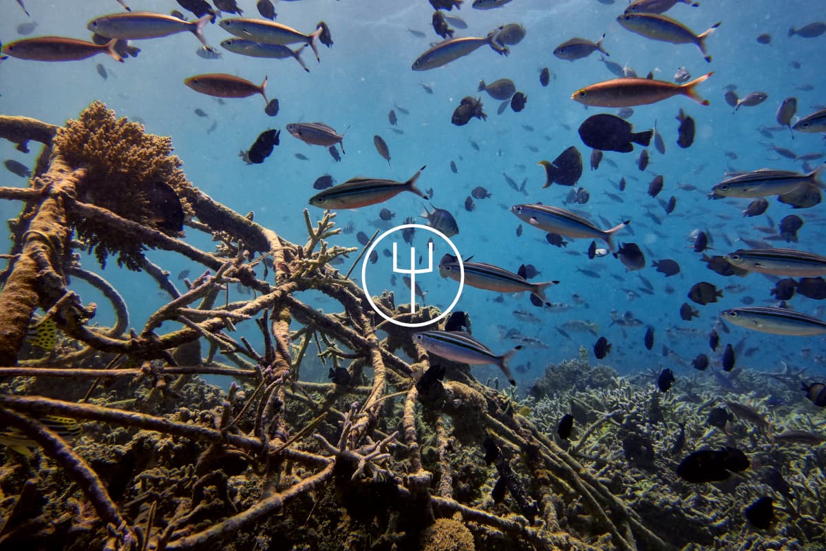 Introduction to the Biorock Process - Gili Islands