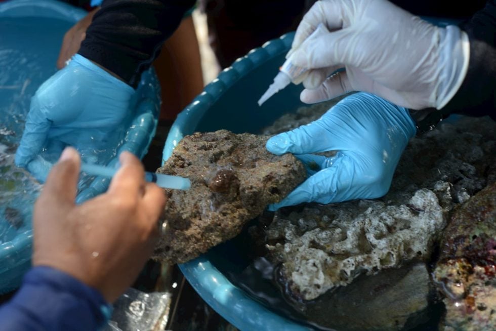 Coral Propagation Course - Learn how to save Coral Reefs