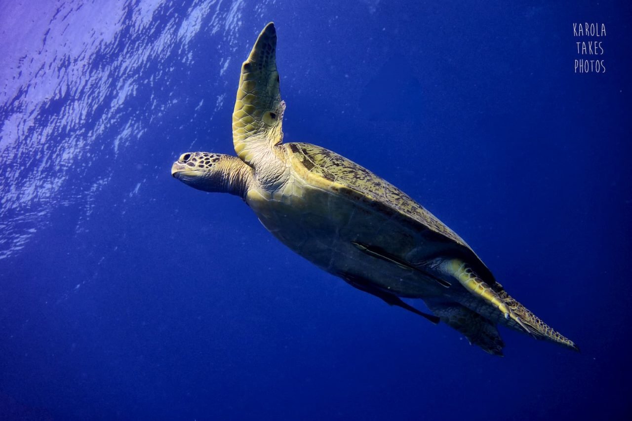 10 Amazing Turtle Facts - Gili Trawangan - Trawangan Dive